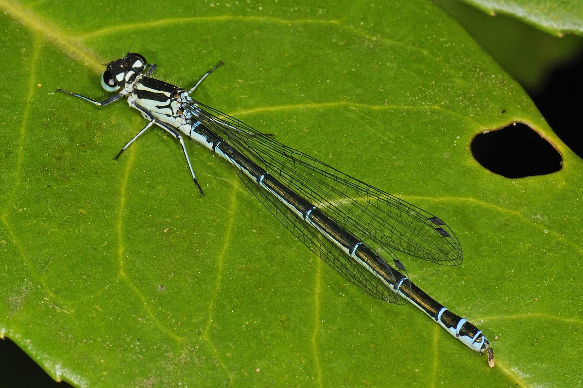 Coenagrion puella, Azure Damselfly